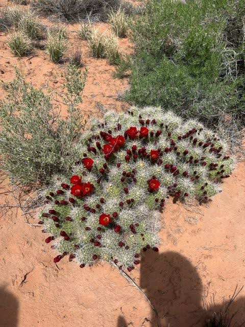 Finding Solitude and Self-Discovery: A Journey through the Canyons of ...